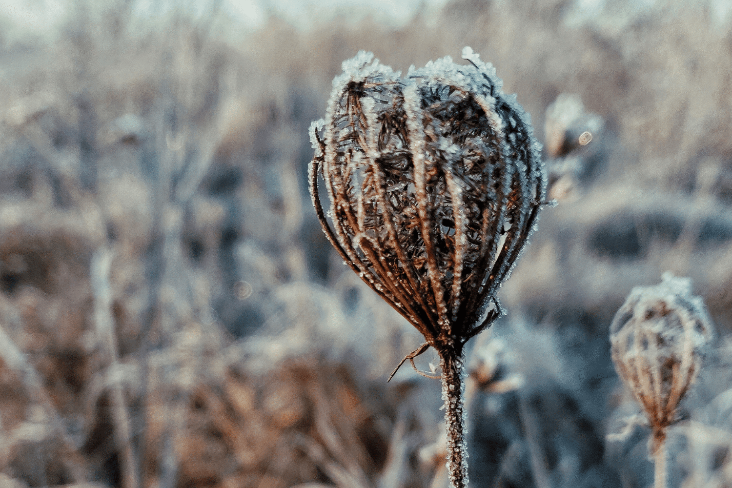 Welcome Winter par Isabelle Carron - Beauty Therapy