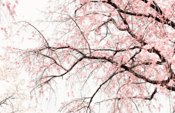 Isabelle Carron's Summer routine, founder of Absolution