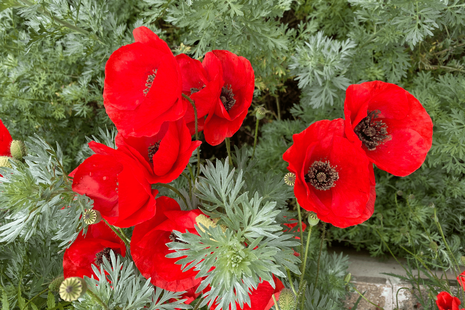 Lessons from Flowers: The Poppy - Beauty Therapy